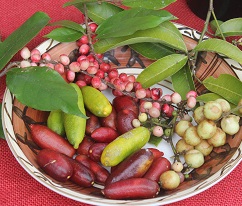 Edible Australian Plants Course | Home Study | Distance Learning